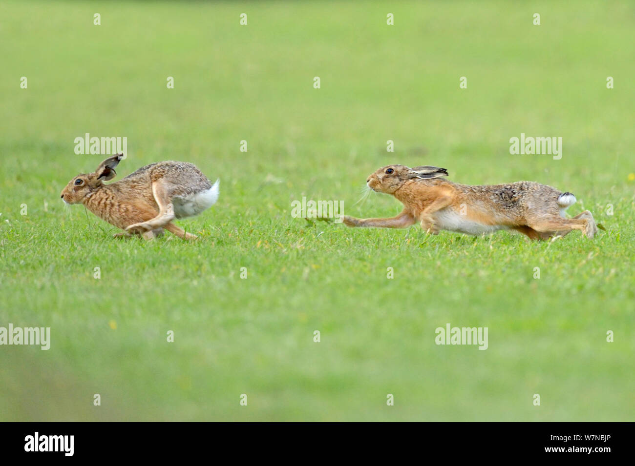 European hares (Lepus europaeus) courtship chase, UK, June Stock Photo ...
