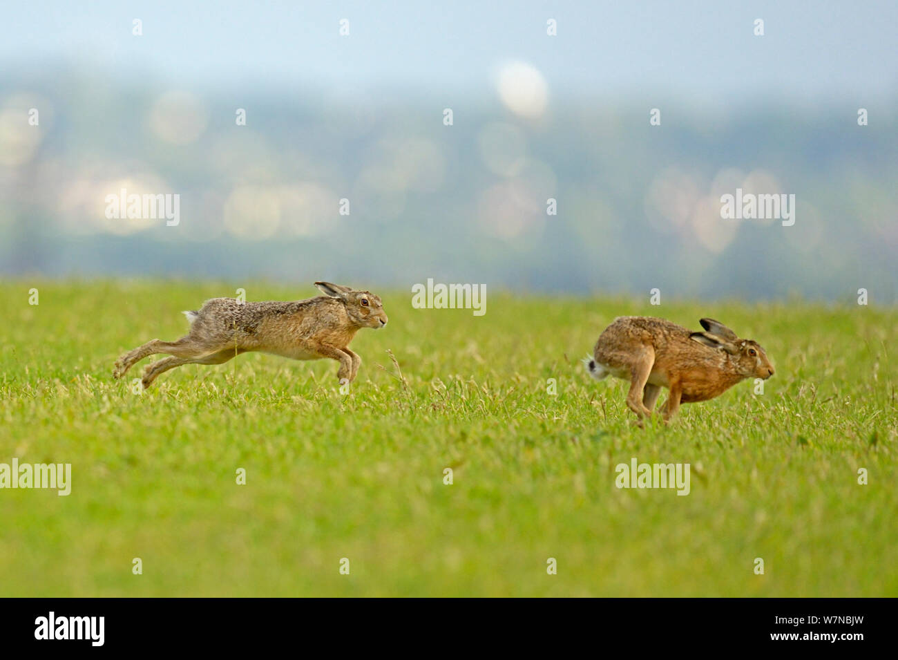 Brown hare chase hi-res stock photography and images - Alamy