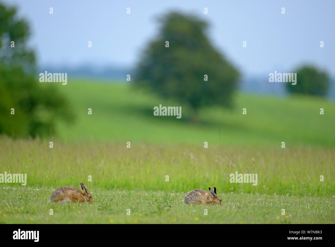 European hares (Lepus europaeus) male and female at start of courtship ...