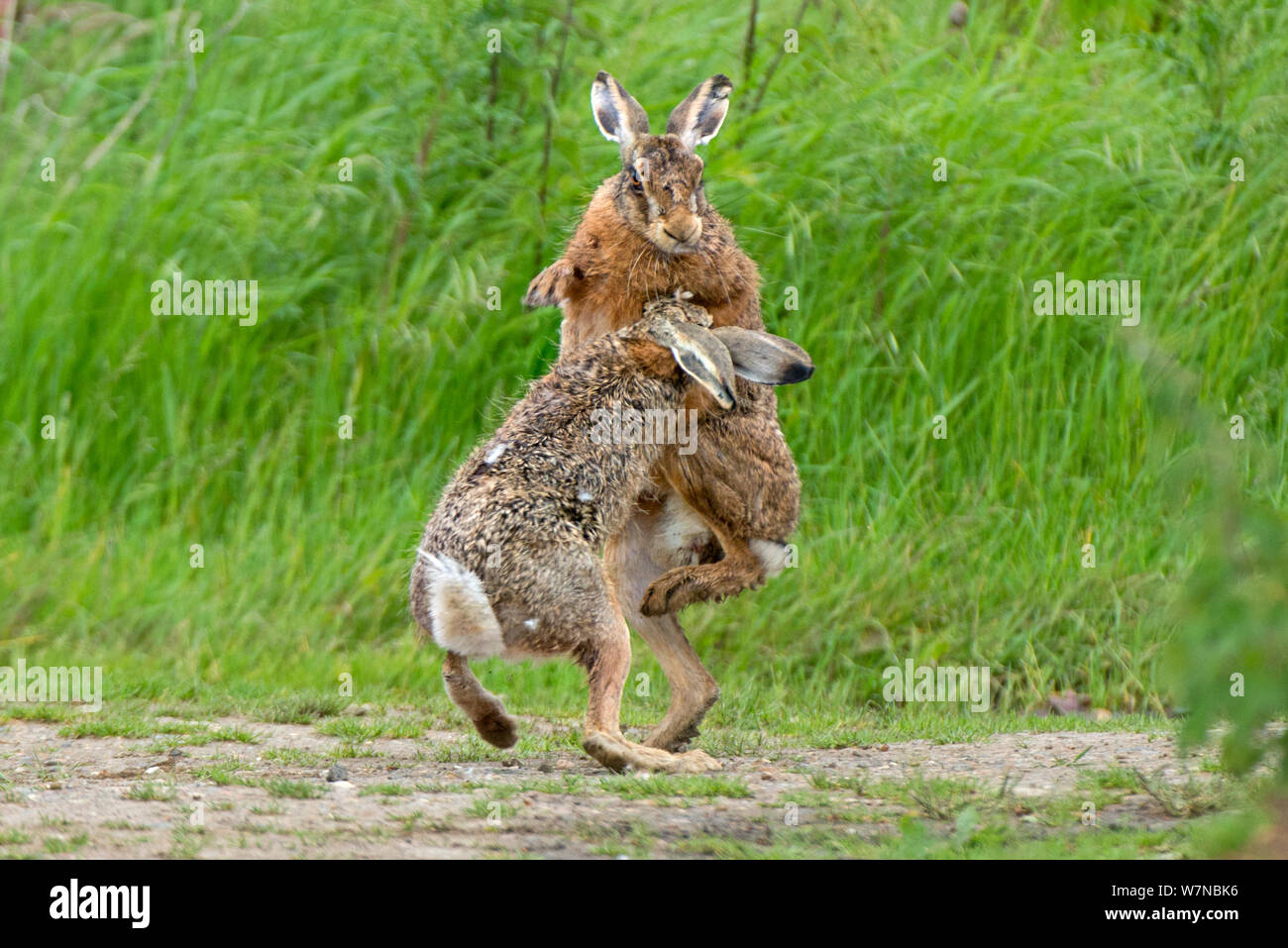 Hare fighting hi-res stock photography and images - Alamy