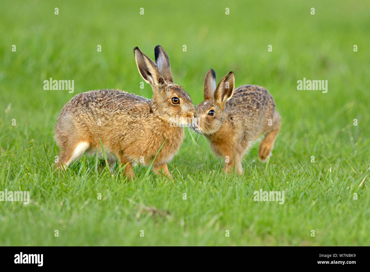 Leverets hi-res stock photography and images - Alamy
