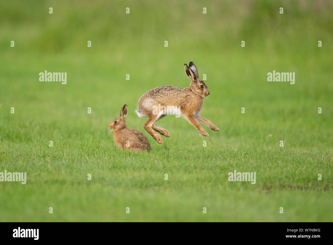 Hare Jumping High Resolution Stock Photography and Images - Alamy