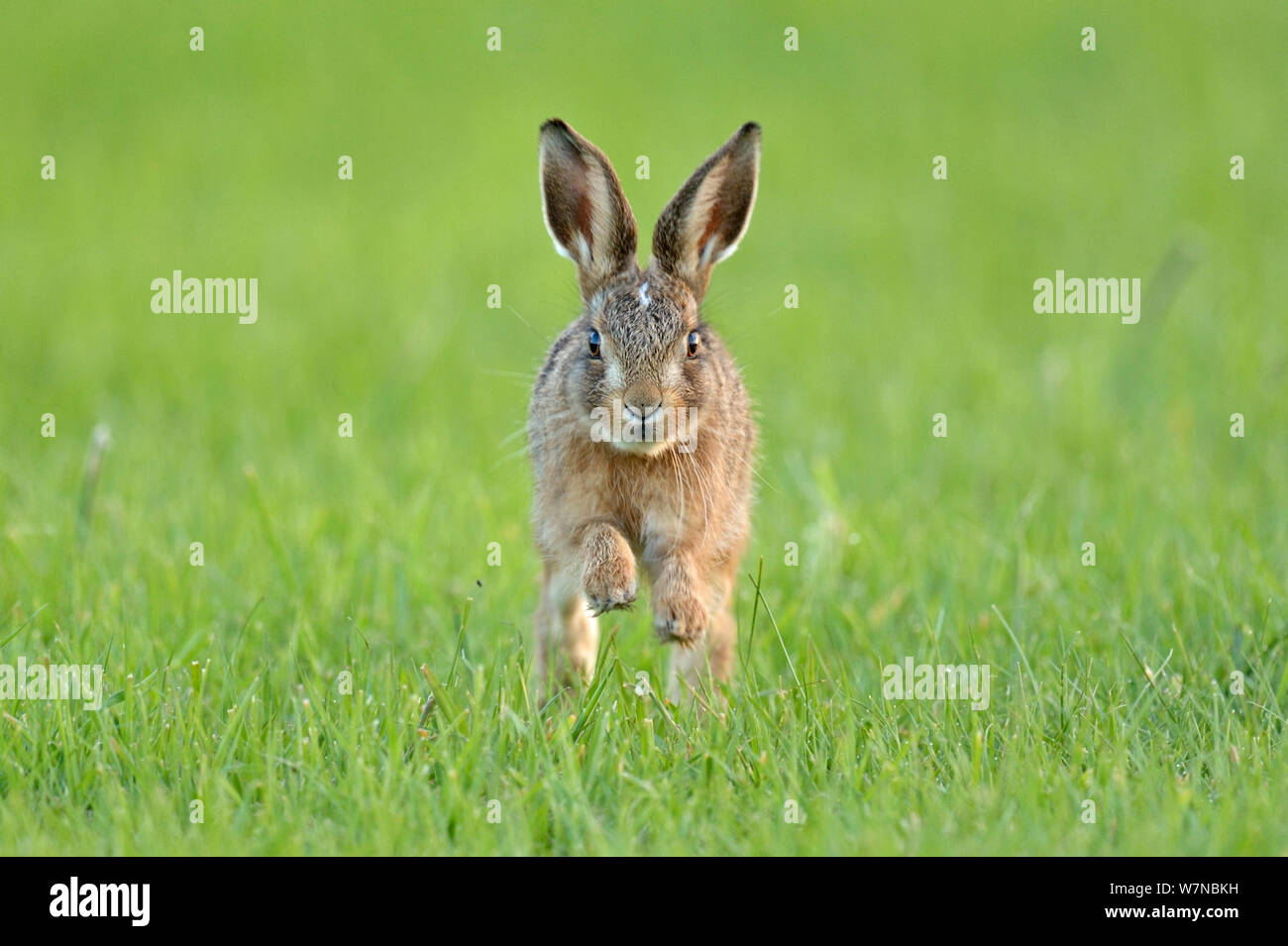 Brown Hare European Hare Leveret High Resolution Stock Photography and ...