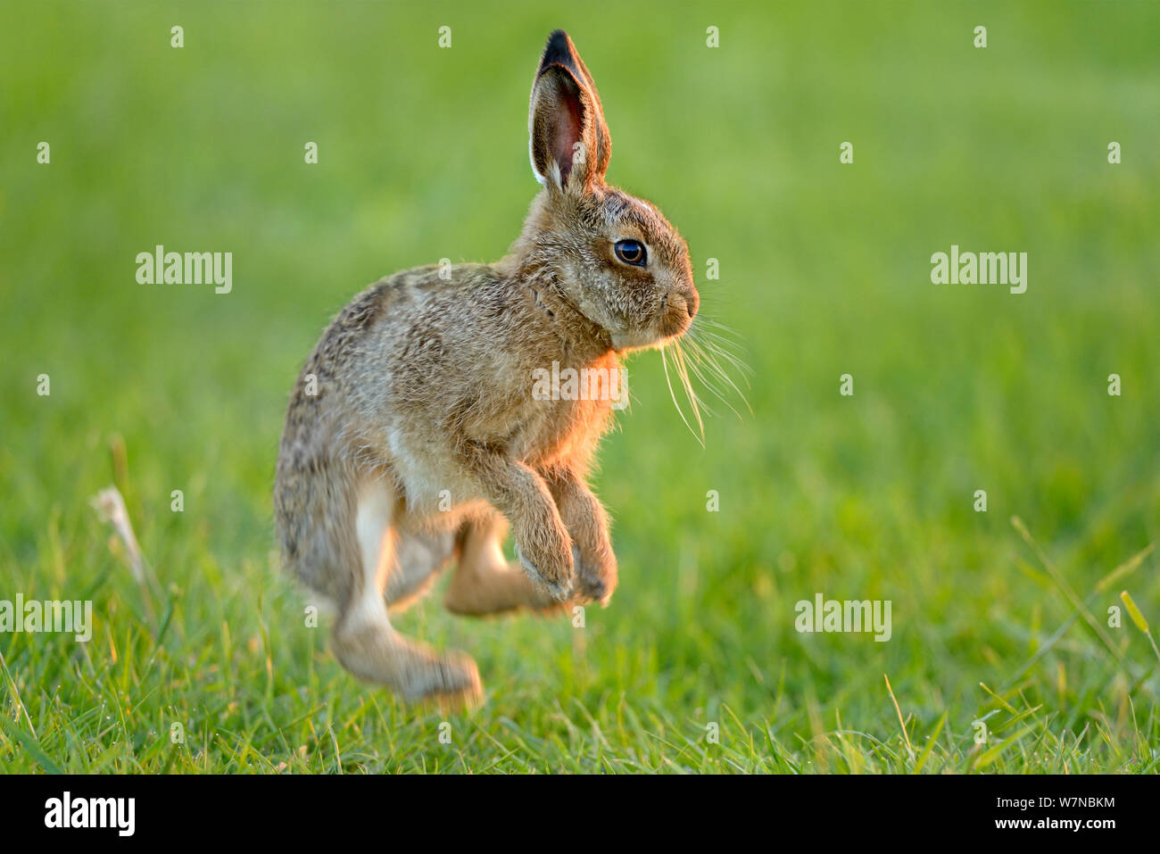 Jumping hares hi-res stock photography and images - Alamy