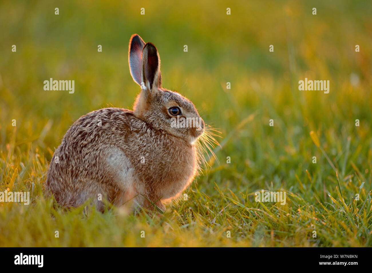 Brown hare european hare leveret hi-res stock photography and images ...