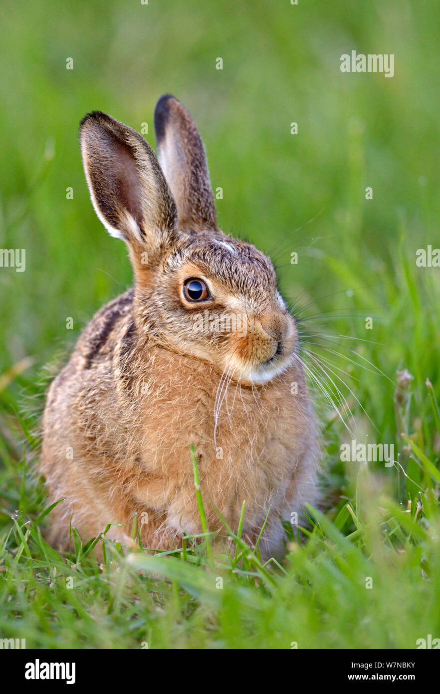 Leveret hare hi-res stock photography and images - Alamy