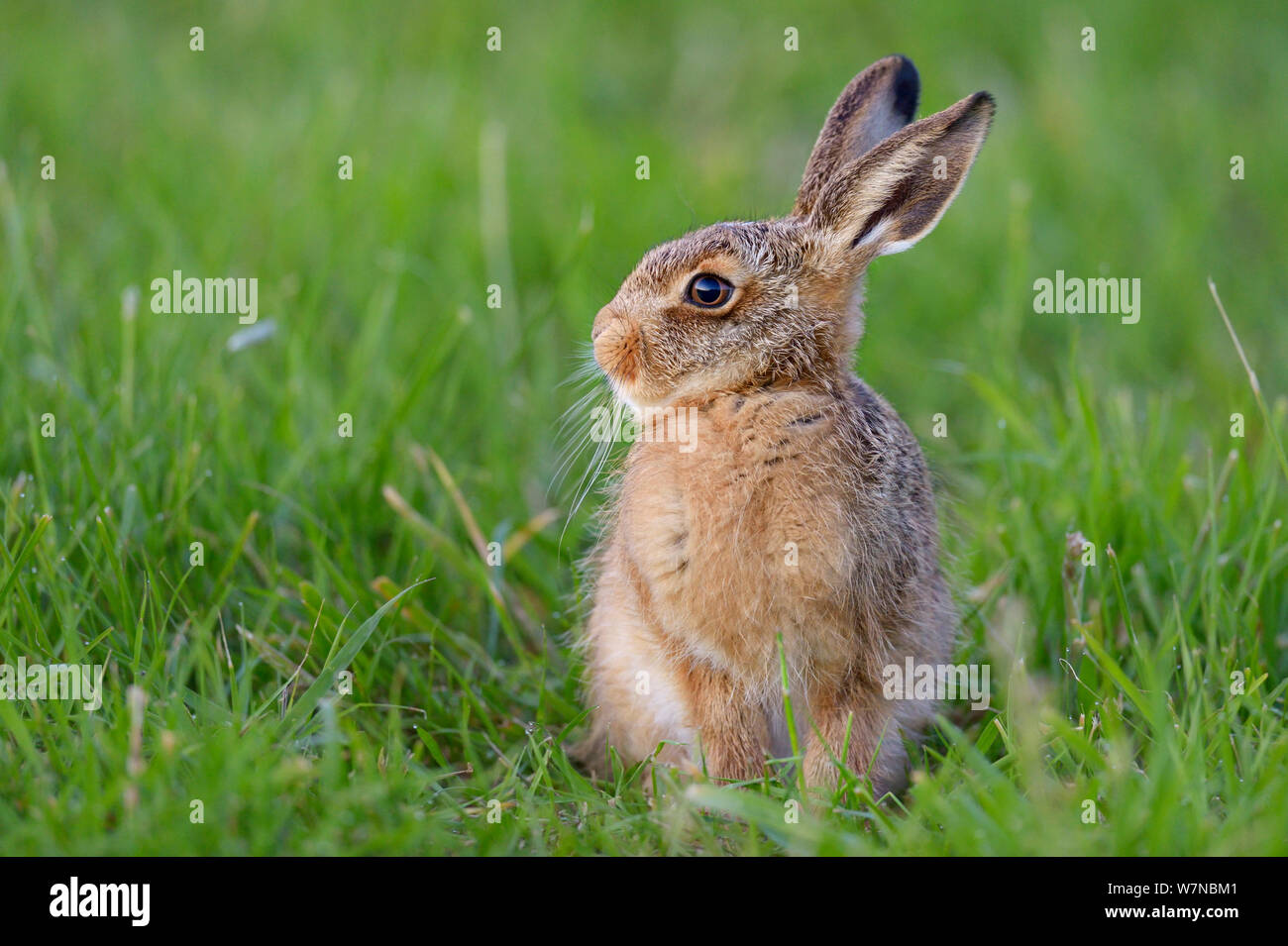European hare (Lepus europaeus) leveret in field, UK, June Stock Photo ...