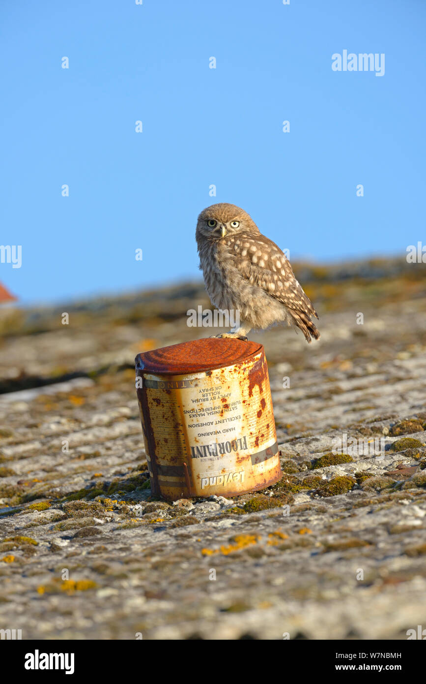 Juvenile owls hi-res stock photography and images - Alamy