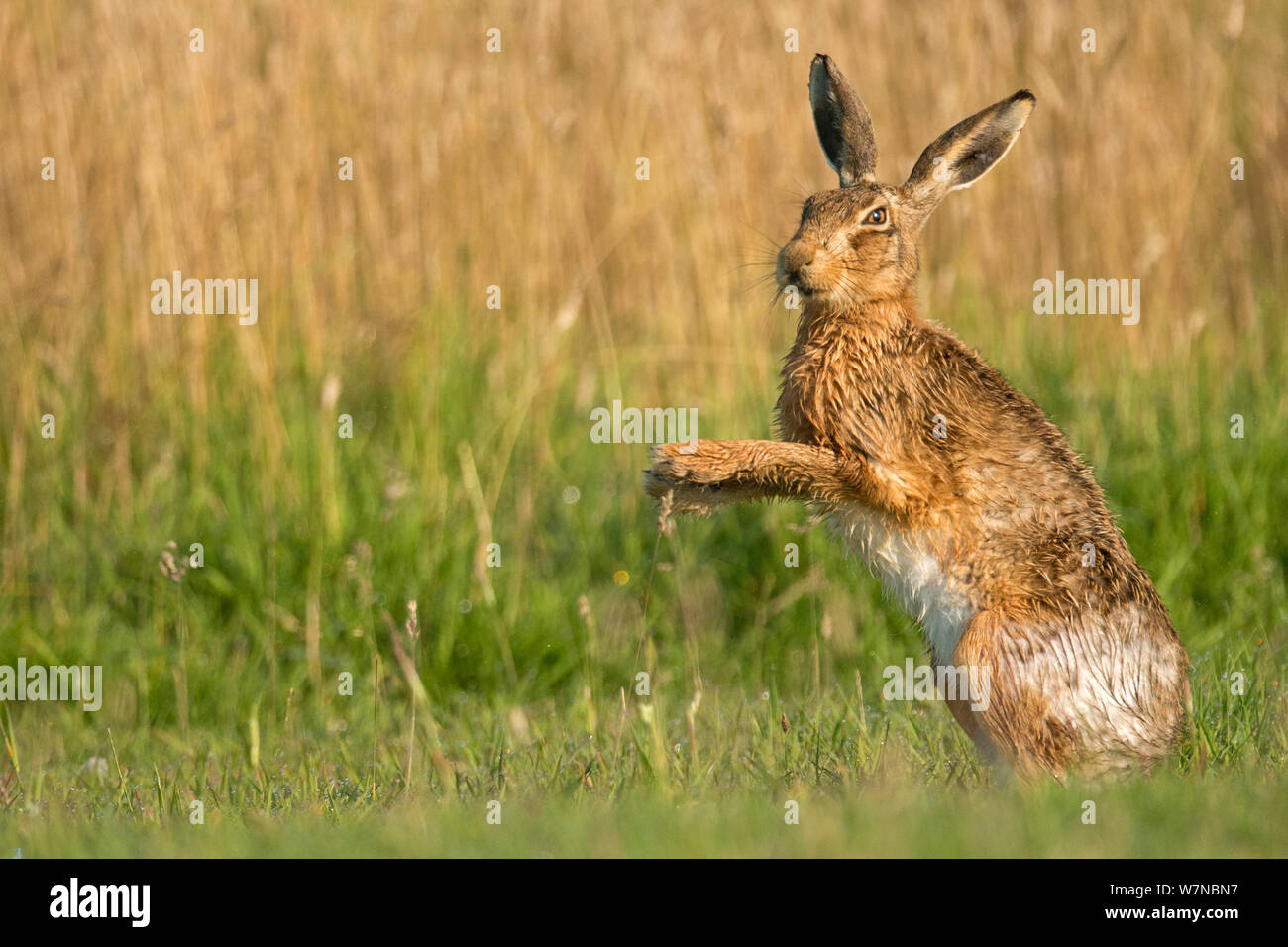 European brown hare hares hi-res stock photography and images - Alamy