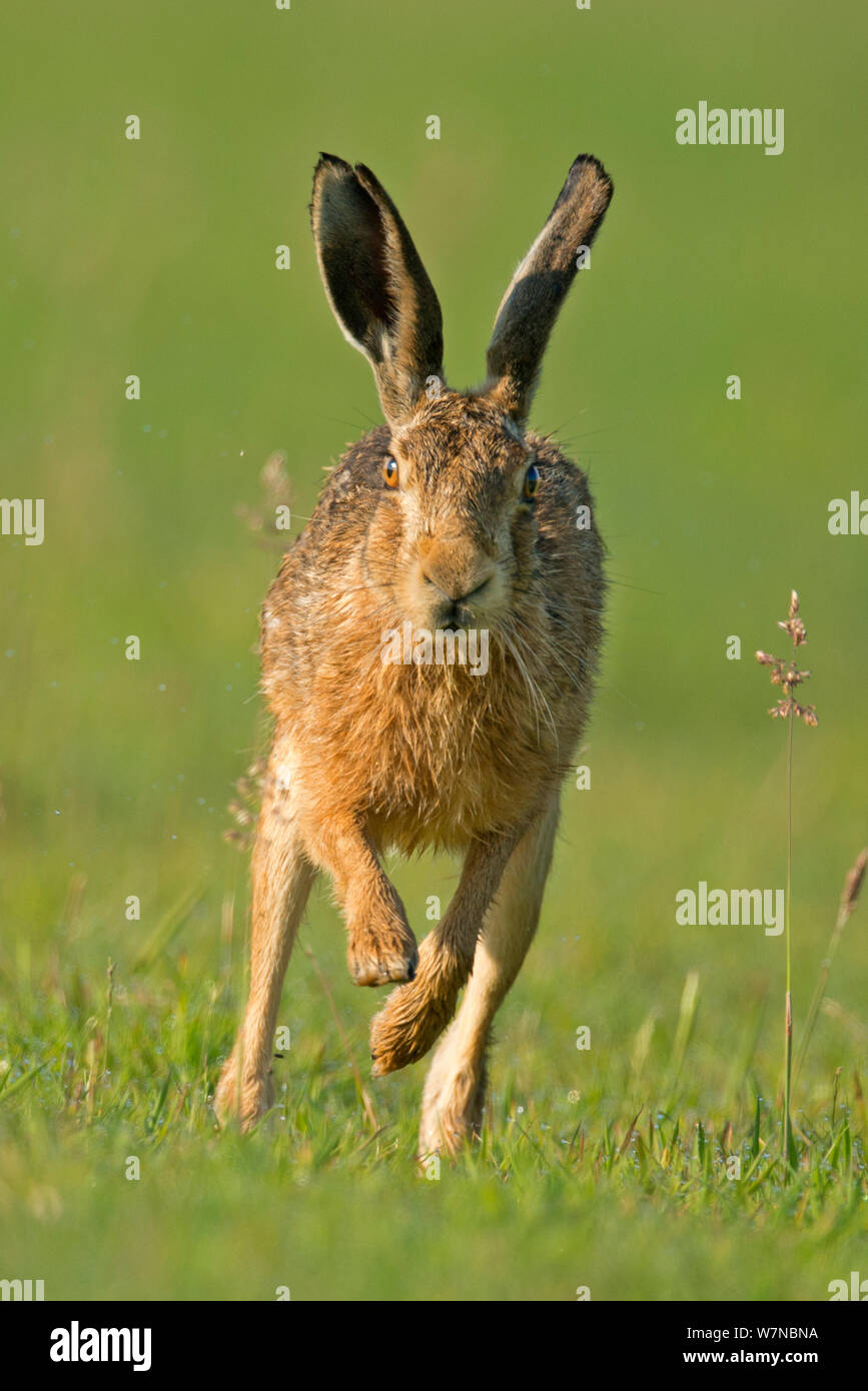 Hares head hi-res stock photography and images - Alamy