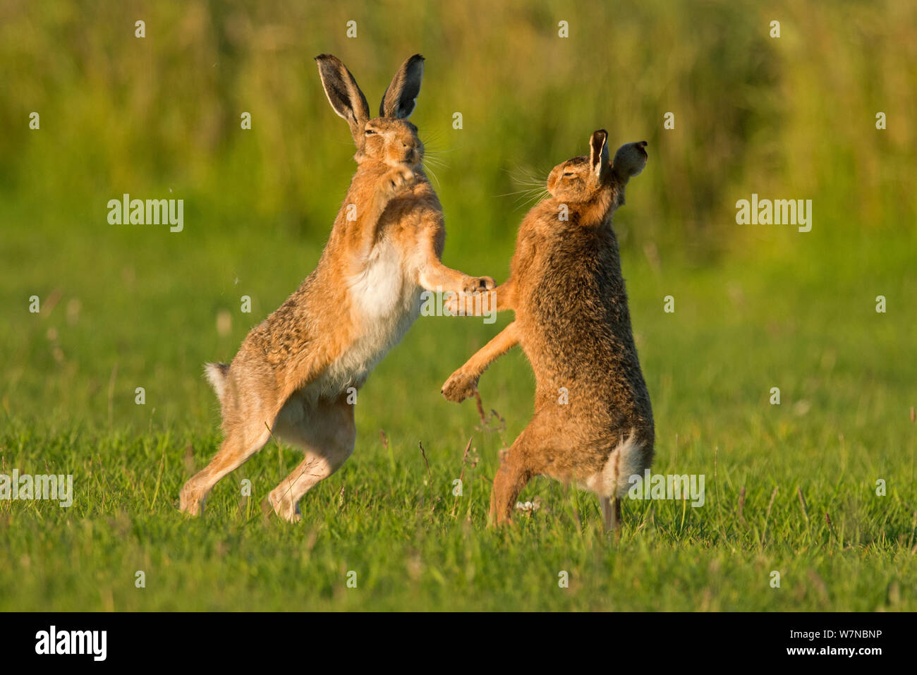 Fighting hares hi-res stock photography and images - Alamy