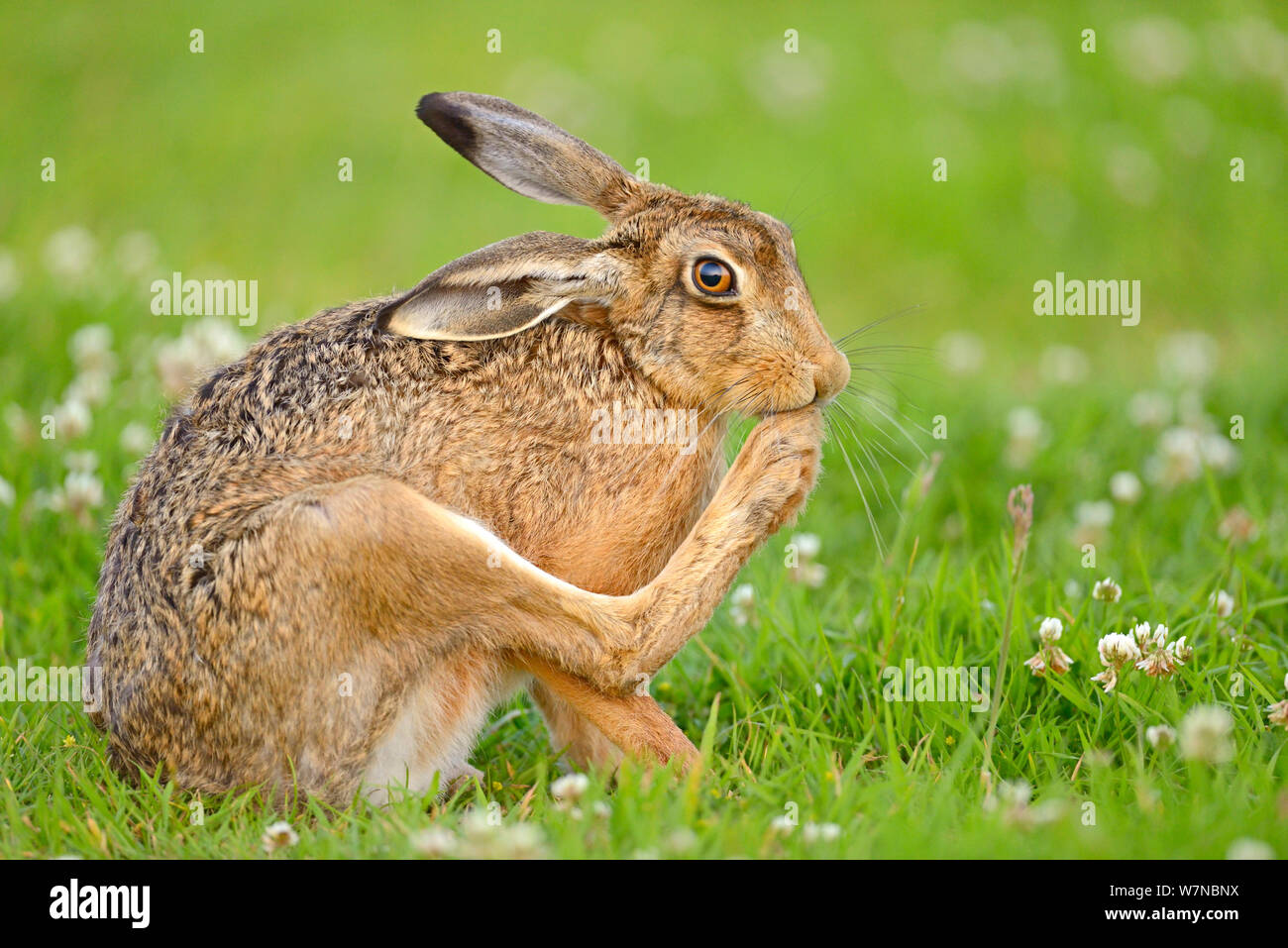 European hare (Lepus europaeus) grooming foot, UK July Stock Photo - Alamy