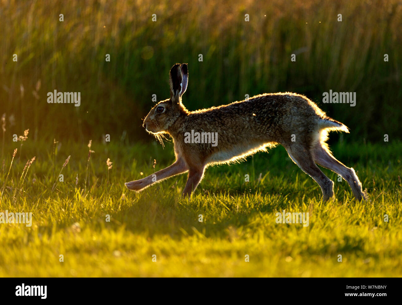 Hare running movement hi-res stock photography and images - Alamy
