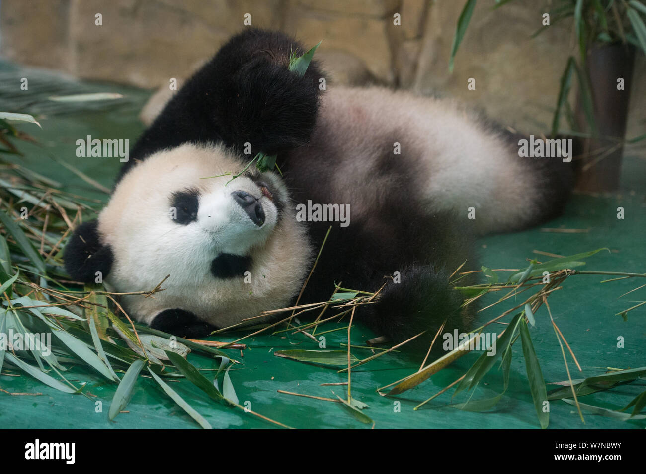 A giant panda eats bamboo shoots in an air-conditioned room with a huge ...
