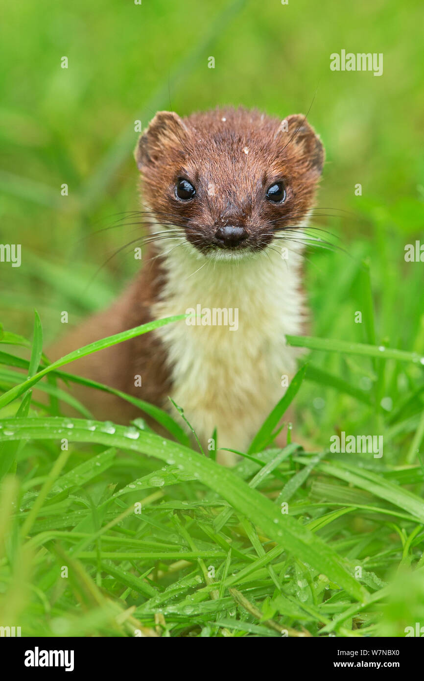 British mustelidae weasels hi-res stock photography and images - Alamy