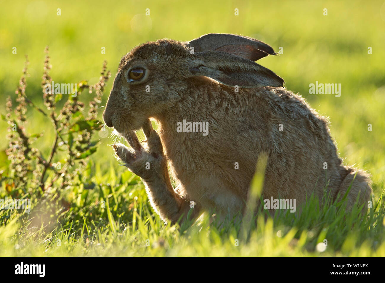 Hare foot hi-res stock photography and images - Alamy