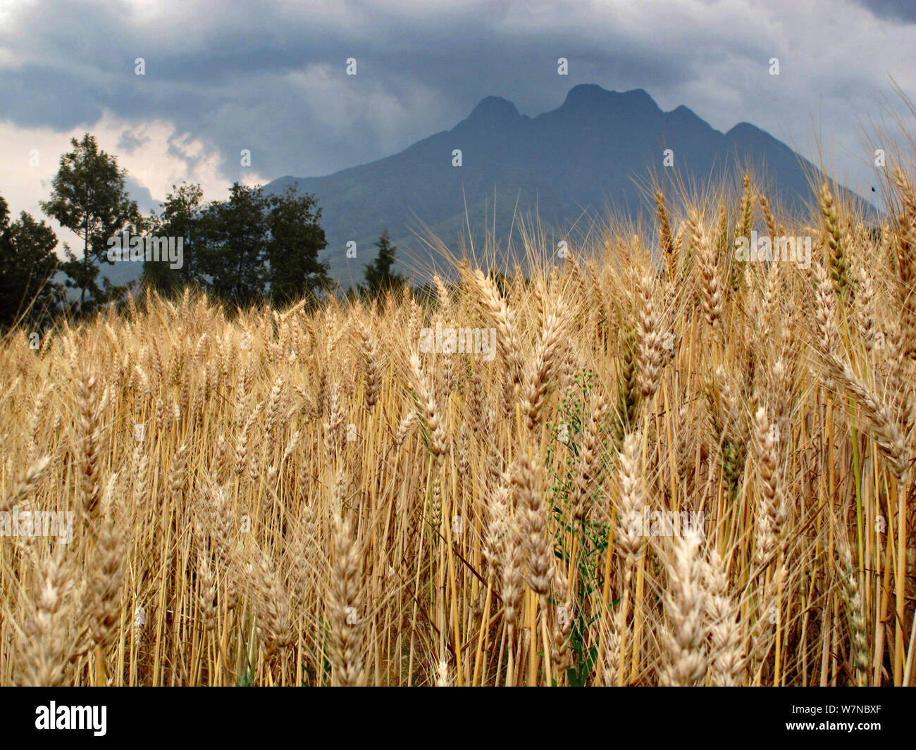 Cereal field in front of Sabinyo volcano, Virunga Volcanoes, Rwanda ...