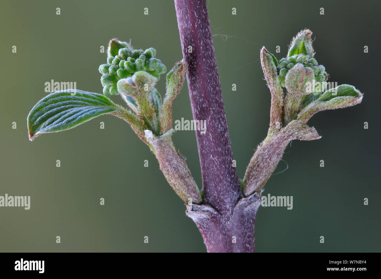 Dogwood (Cornus sanguinea) buds breaking in spring. Dorset, UK, March ...
