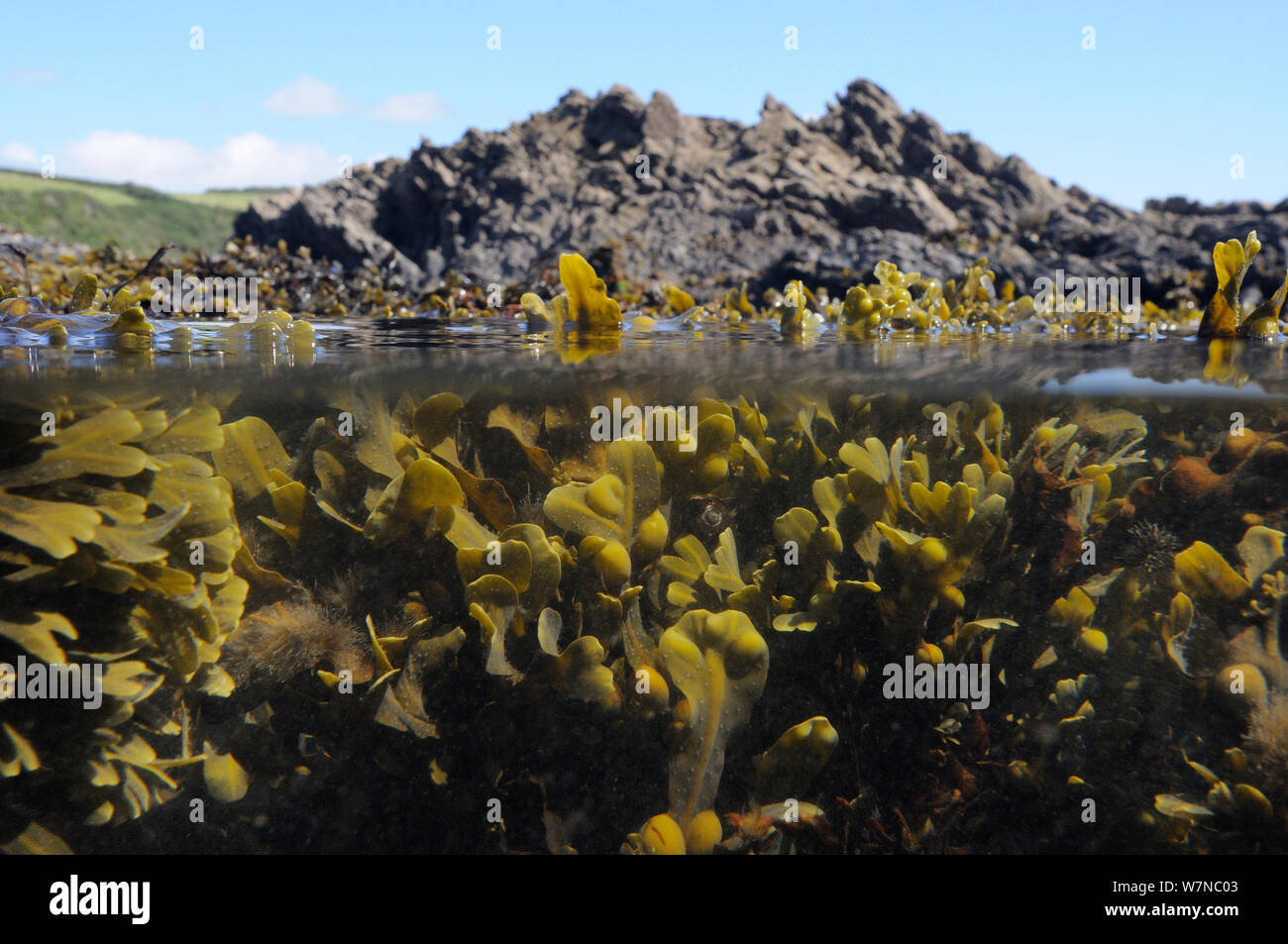 Split level view of Bladder wrack (Fucus vesiculosus) clumps buoyed up ...
