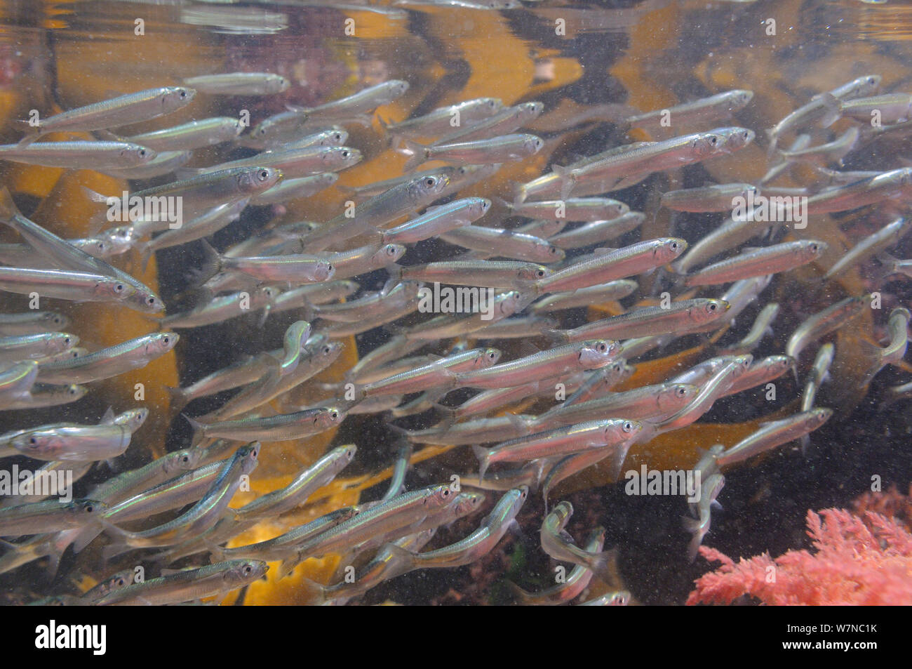Shoal of Atlantic herring fry (Clupea harengus) swimming in a rockpool ...