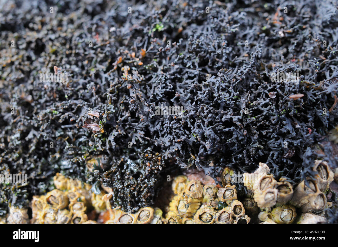 Lichen on barnacles hi-res stock photography and images - Alamy