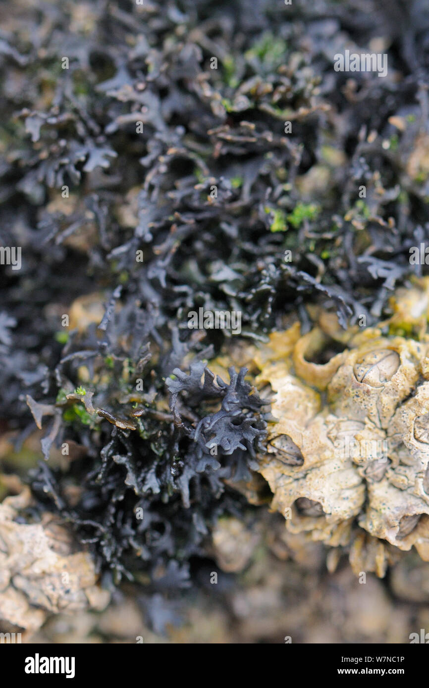 Lichen on barnacles hi-res stock photography and images - Alamy