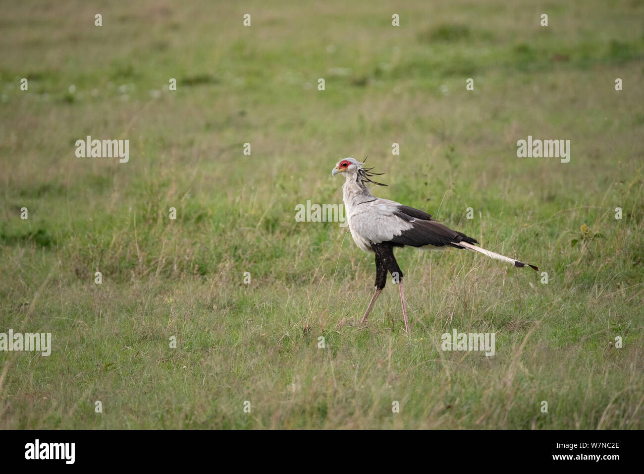 secretary bird walking through short green grass in the Masai Mara ...