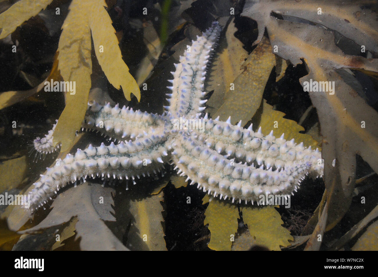 Seaweed underwater uk hi-res stock photography and images - Alamy