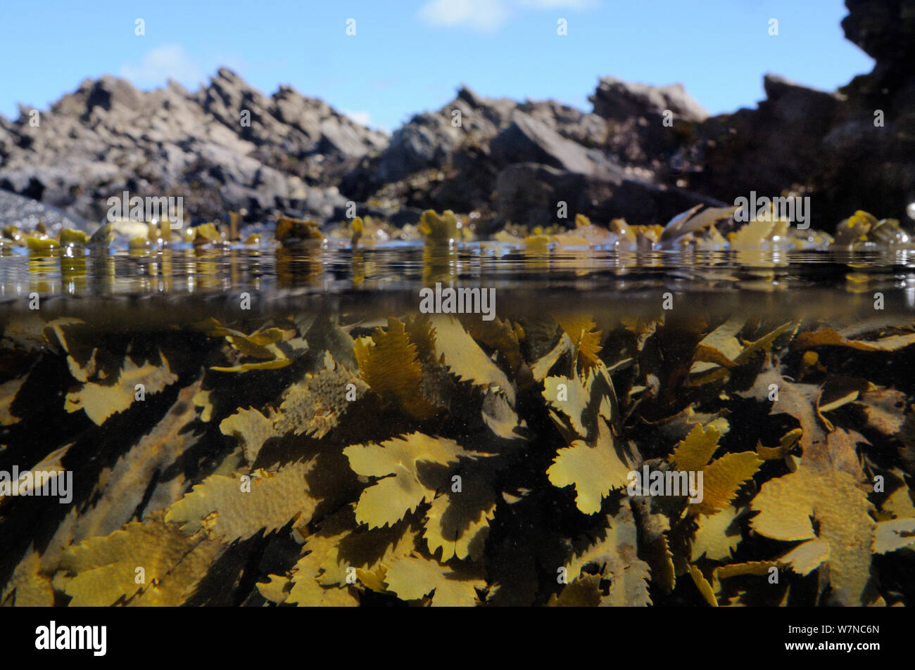 Split level view of Toothed / Serrated wrack (Fucus serratus) clumps at ...