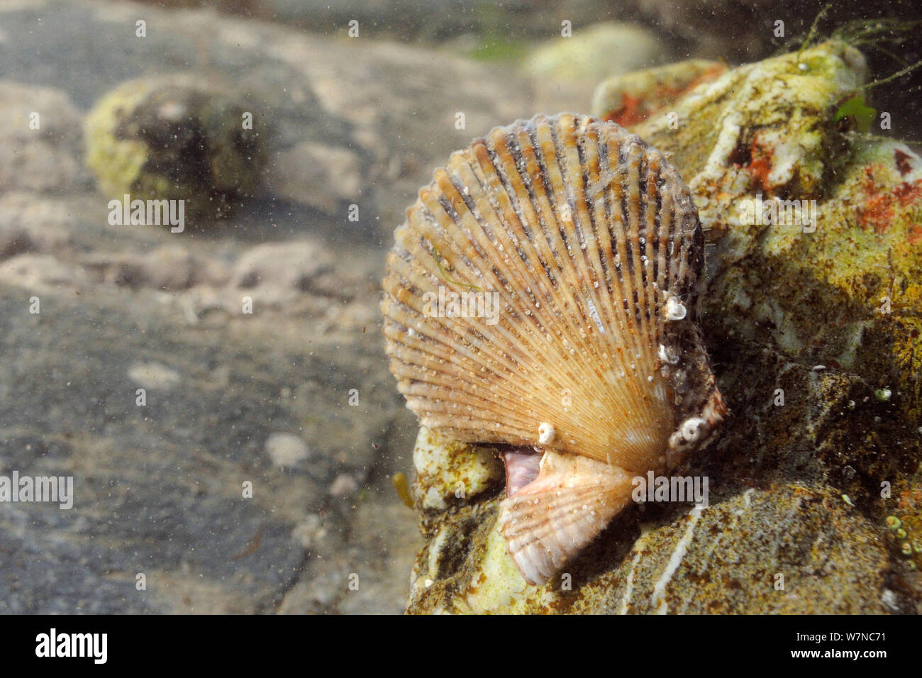 Chlamys species hi-res stock photography and images - Alamy