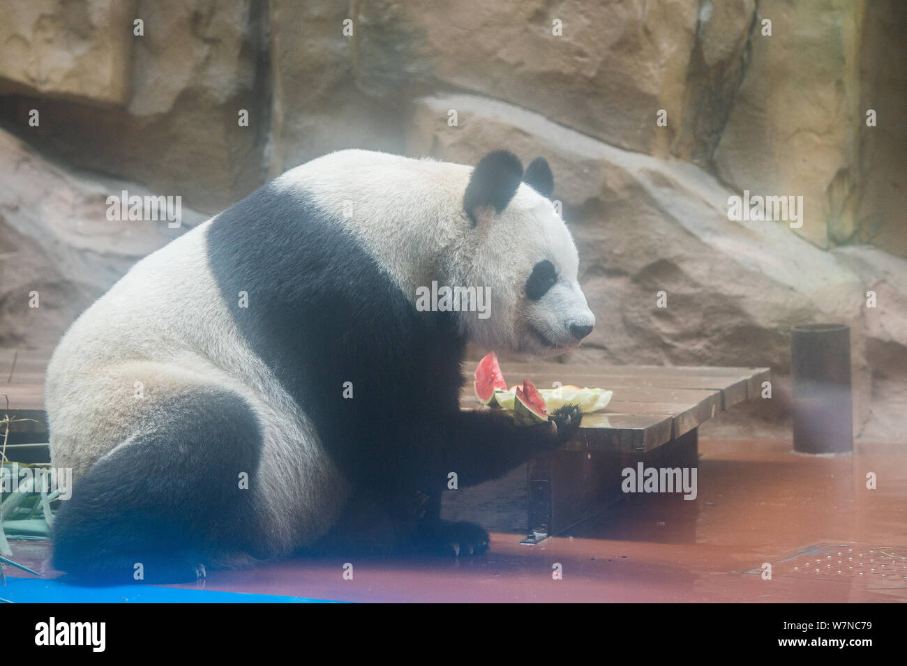 A giant panda cools off with a huge ice block and watermelons in an air ...