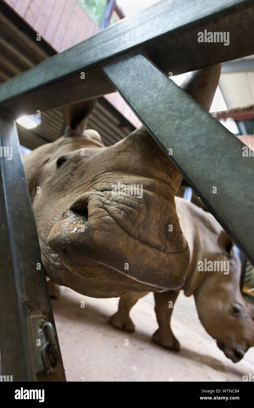 White rhino (Ceratotherium simum) at Colchester Zoo taking part in a ...