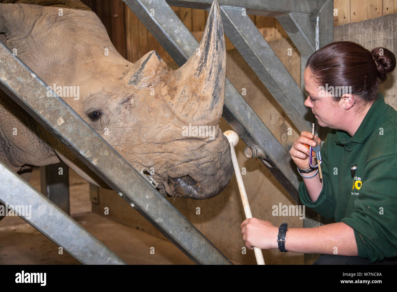 One special rhino hi-res stock photography and images - Alamy