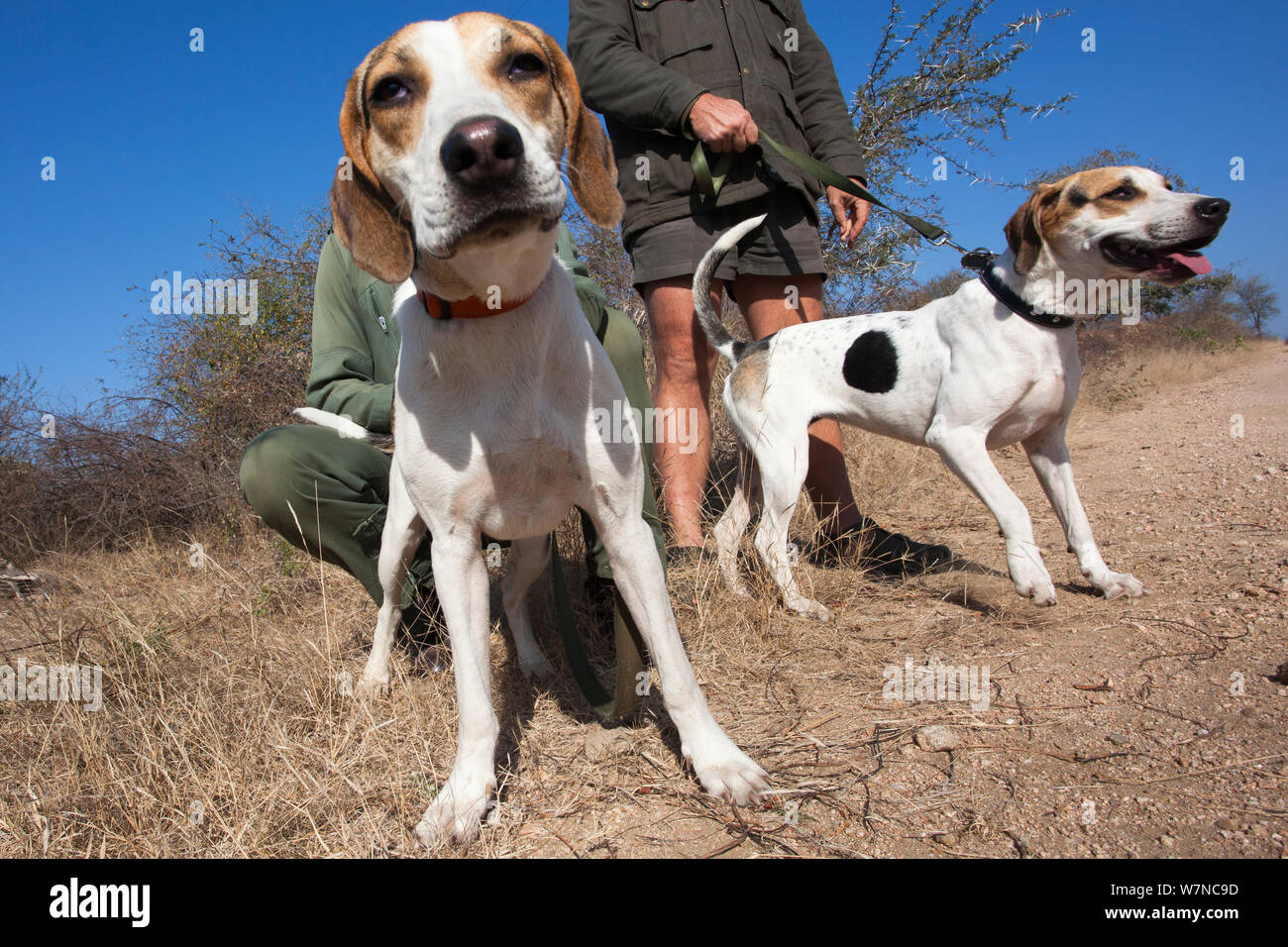 Anti poaching dogs africa hi-res stock photography and images - Alamy