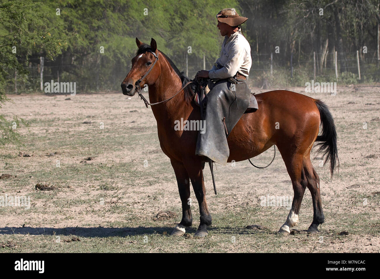 A 'Gaucho', cowboy of Gran Chaco, Santa Olga, Chaco Province, Argentina ...