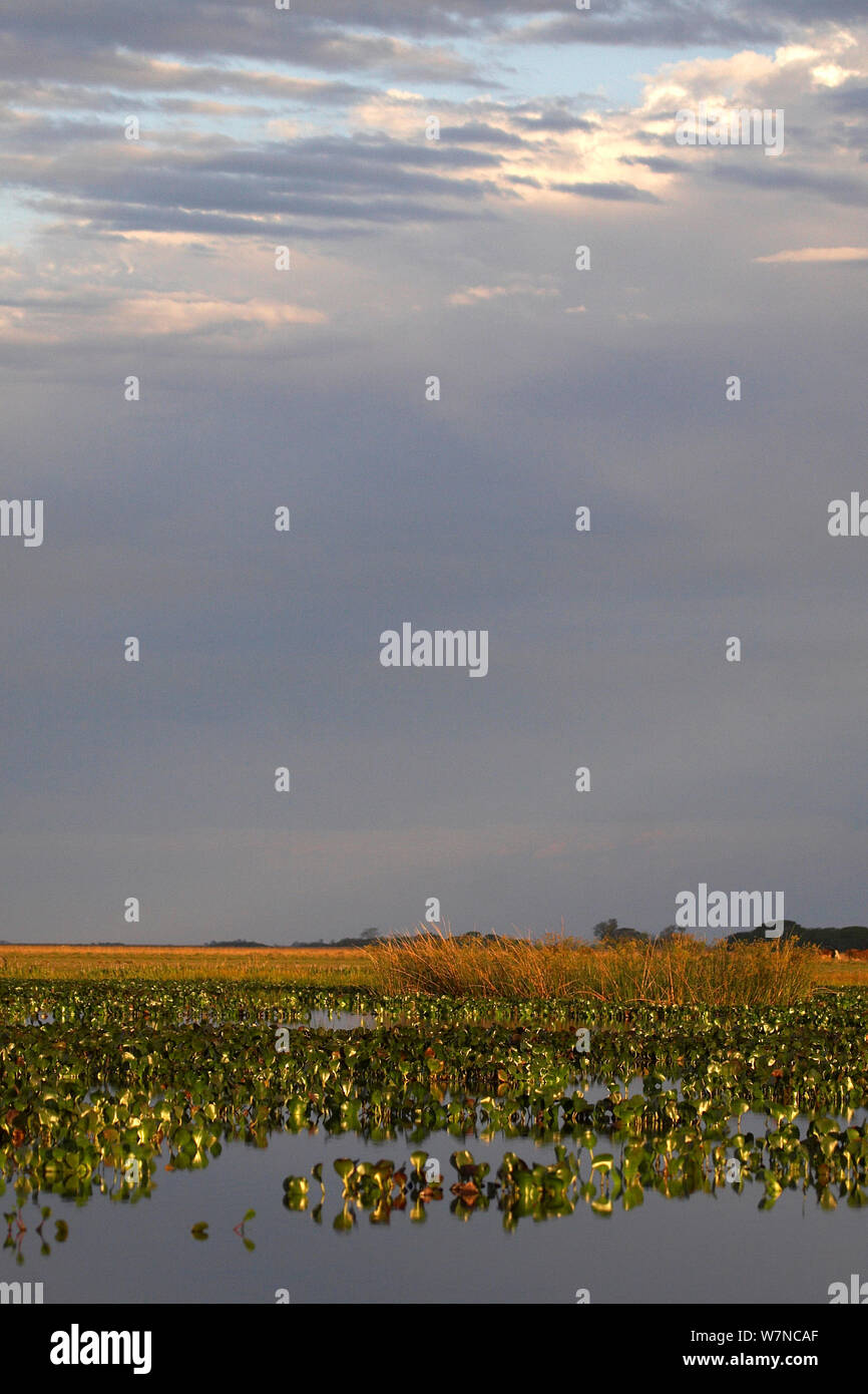 Ibera Wetlands Provincial Park, Corrientes Province, Argentina. October ...