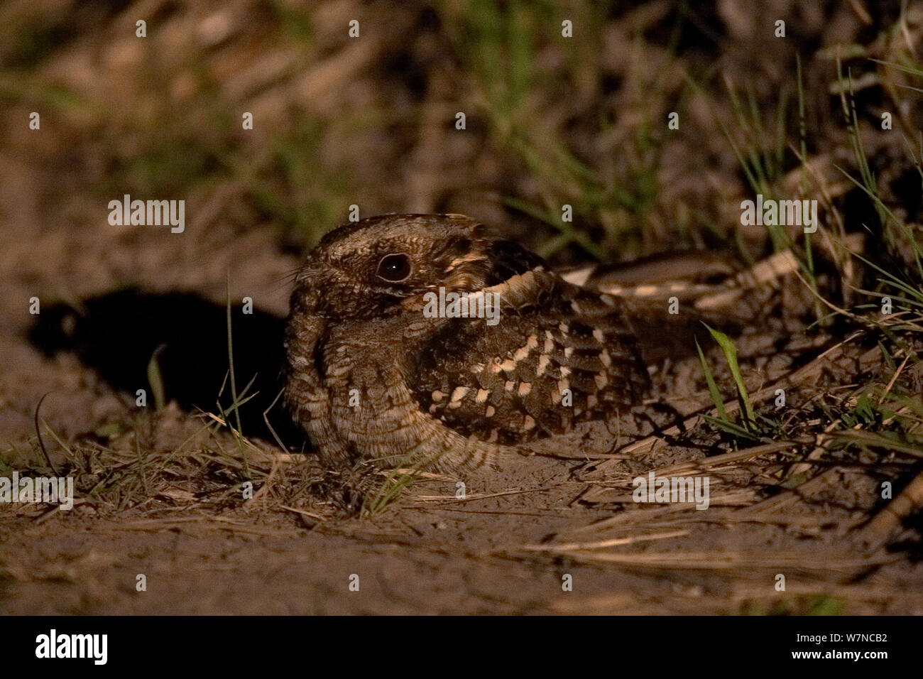 Little Nightjar (Caprimulgus parvulus) on the ground, Chaco, Argentina ...