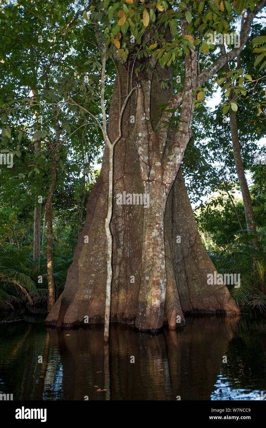 Kapok tree (Ceiba pentranda), Rio Negro, Amazonia, Brazil Stock Photo ...