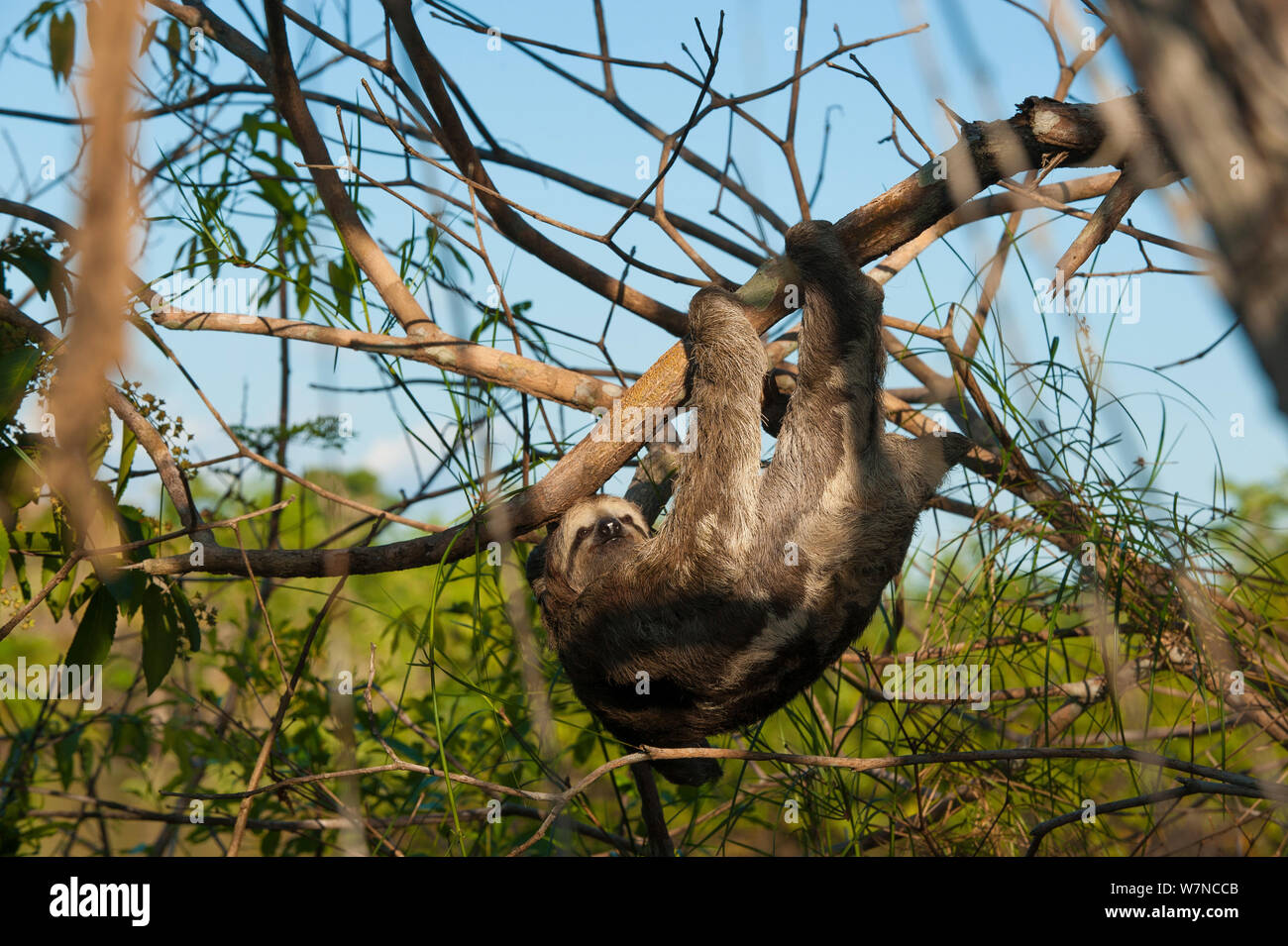 Brown throated sloth (Bradypus variegatus), Rio Negro, Amazonia, Brazil ...
