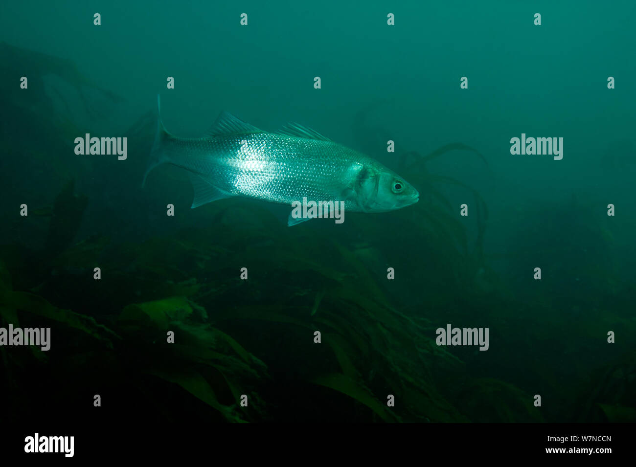 Bass (Dicentrarchus labrax) above kelp. Cardigan Bay, Wales, July Stock ...