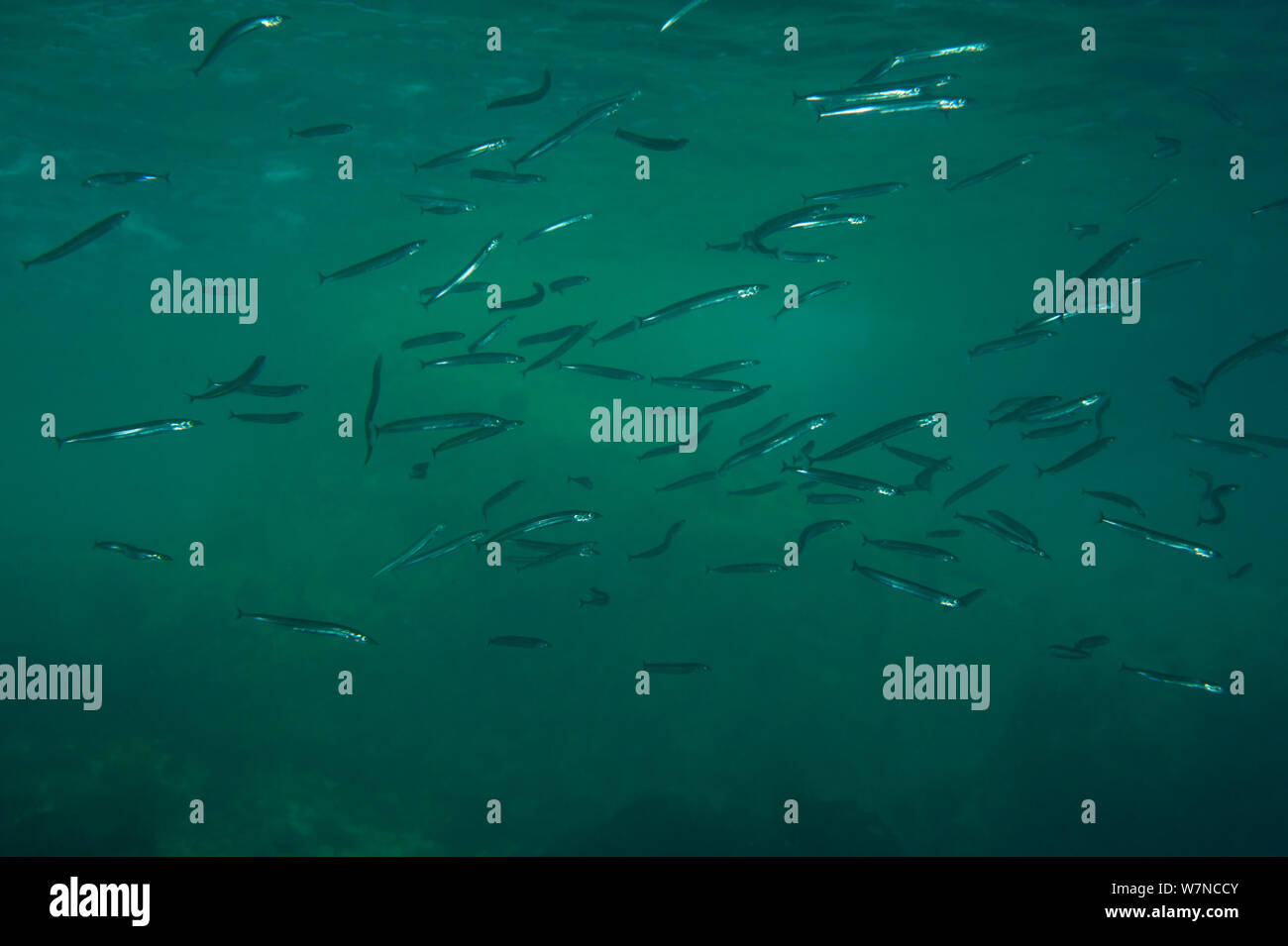 Shoal of Lesser Sand Eel (Ammodytes tobianus / marinus) Cardigan Bay ...