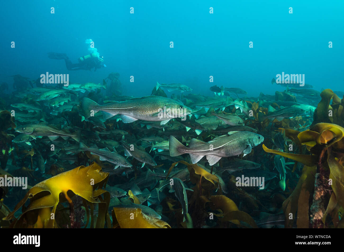 Atlantic cod fish hi-res stock photography and images - Alamy