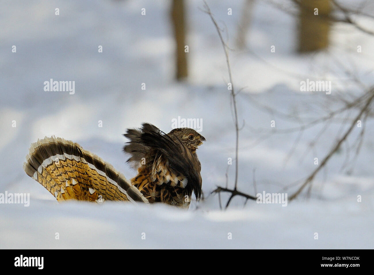 Ruffed grouse (Bonasa umbellus) in winter snow, Quebec, Canada, March ...