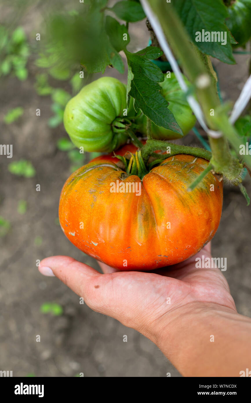 Close up picture of ripe delicious tomatoes cultivated in the garden ...