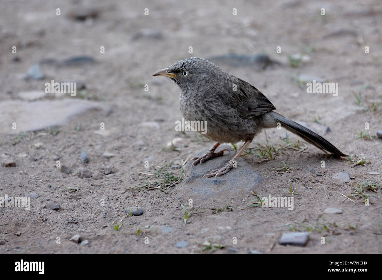 Birds of indian subcontinent hi-res stock photography and images - Alamy
