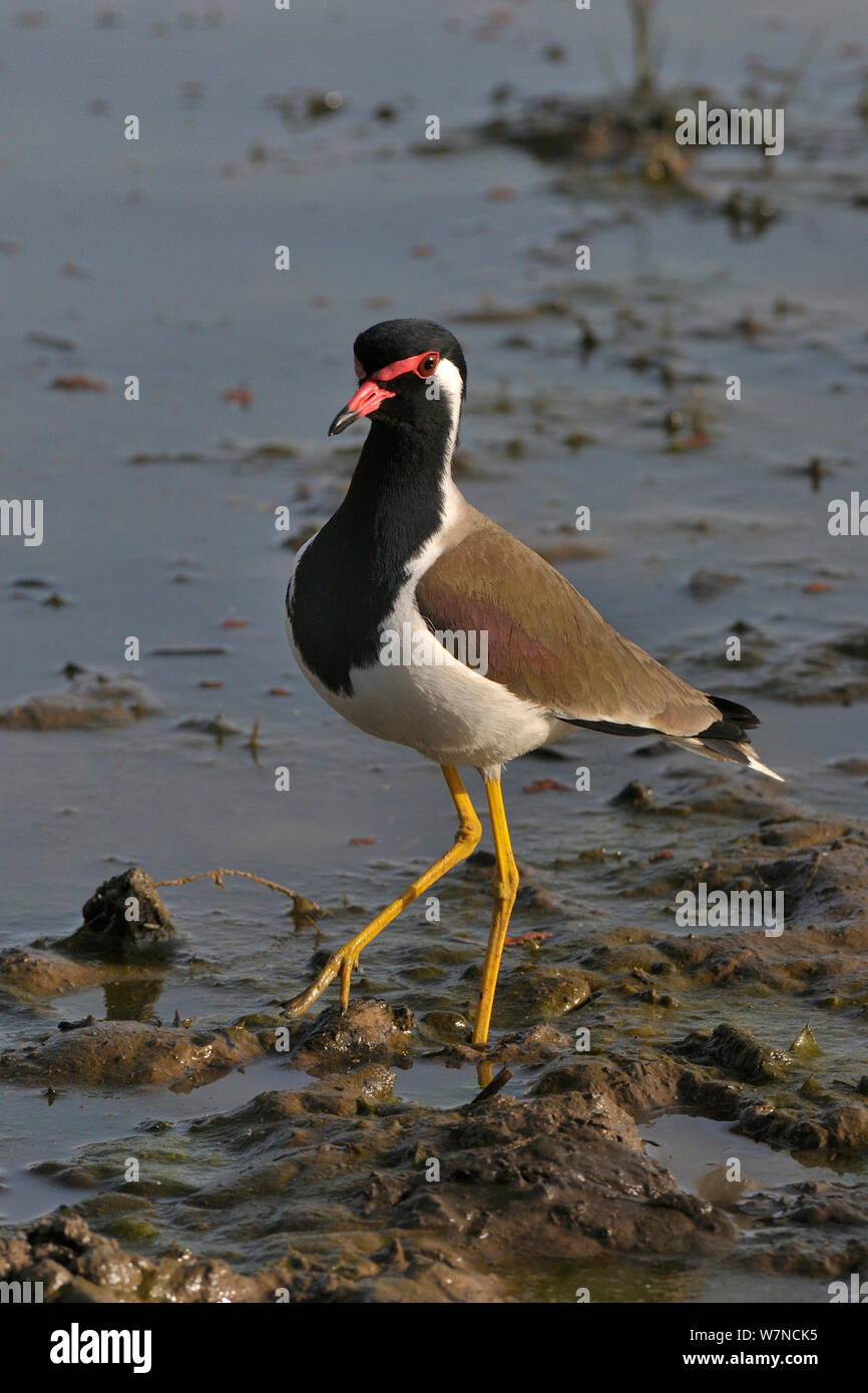 Water birds of india hi-res stock photography and images - Alamy