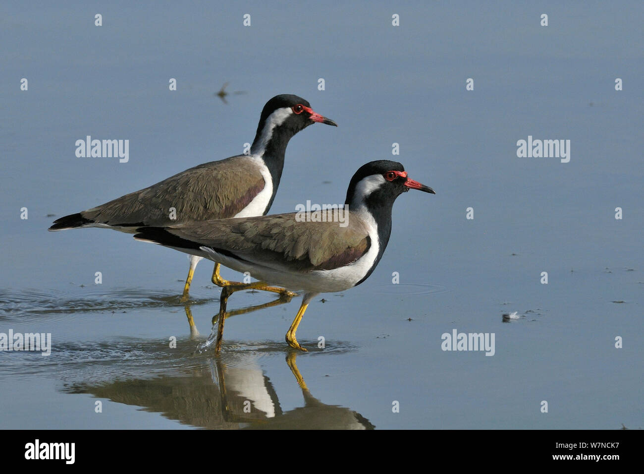Birds of indian subcontinent hi-res stock photography and images - Alamy