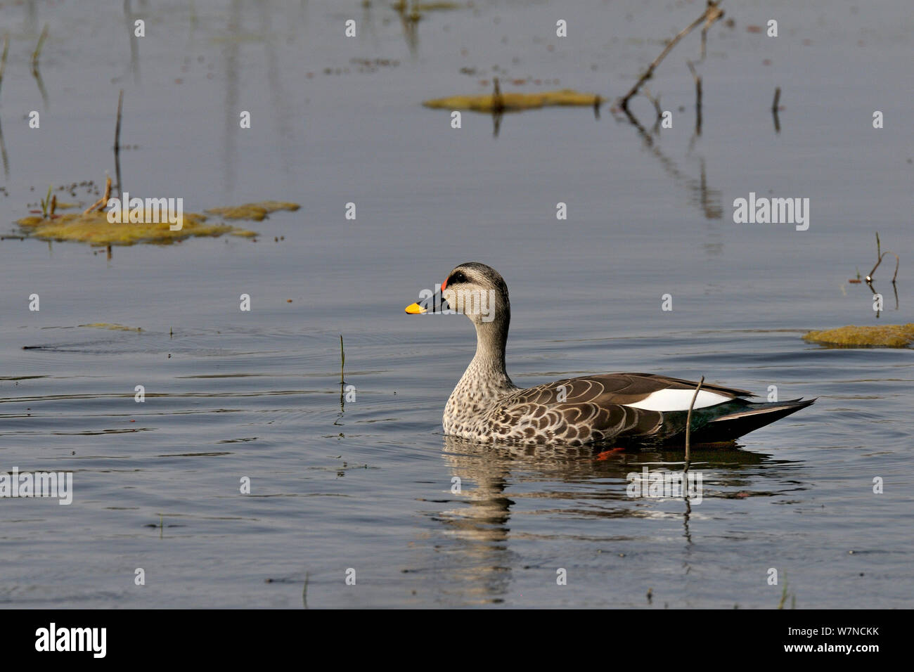 Keoladeo ghana national park hi-res stock photography and images - Alamy