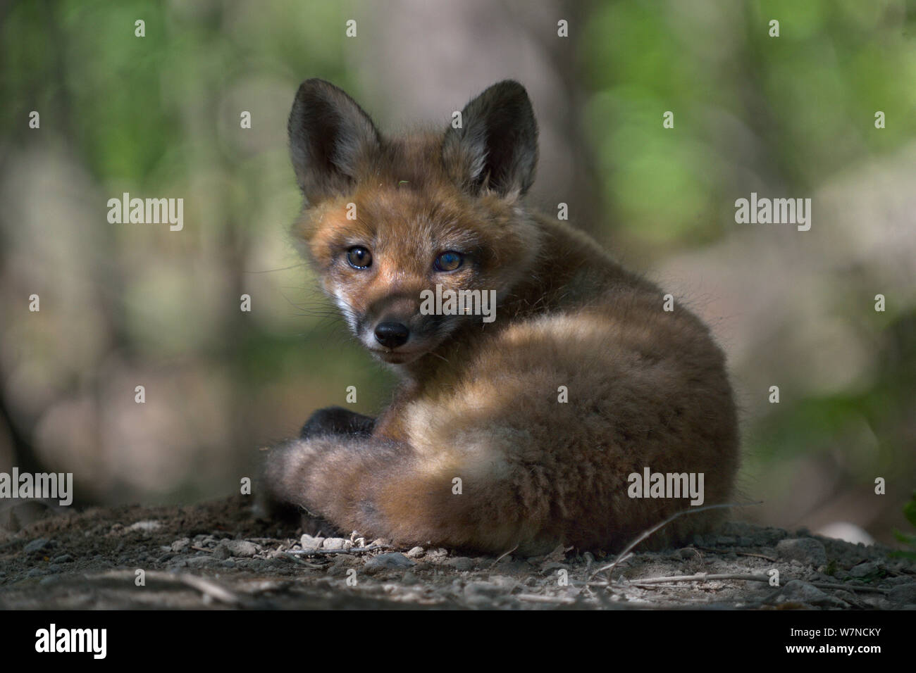 Red foxes cute hi-res stock photography and images - Alamy