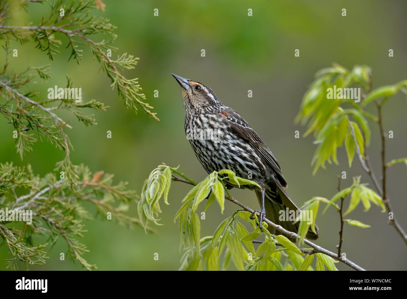 Phoeniceus High Resolution Stock Photography and Images - Alamy